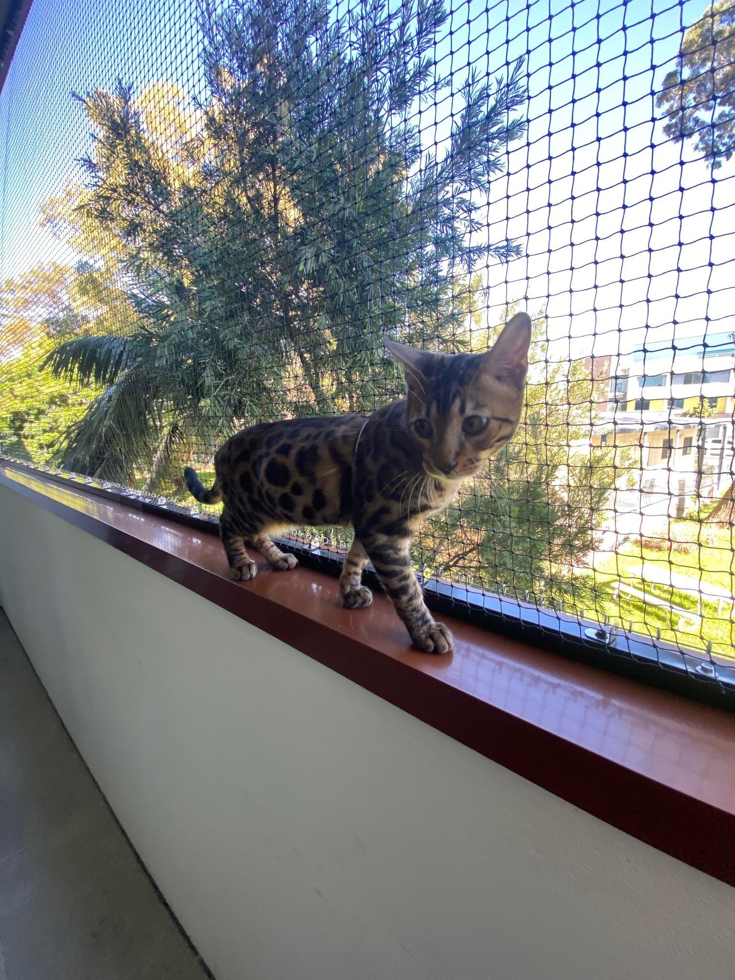 Balcony and Window Netting Packs – Catnets Singapore