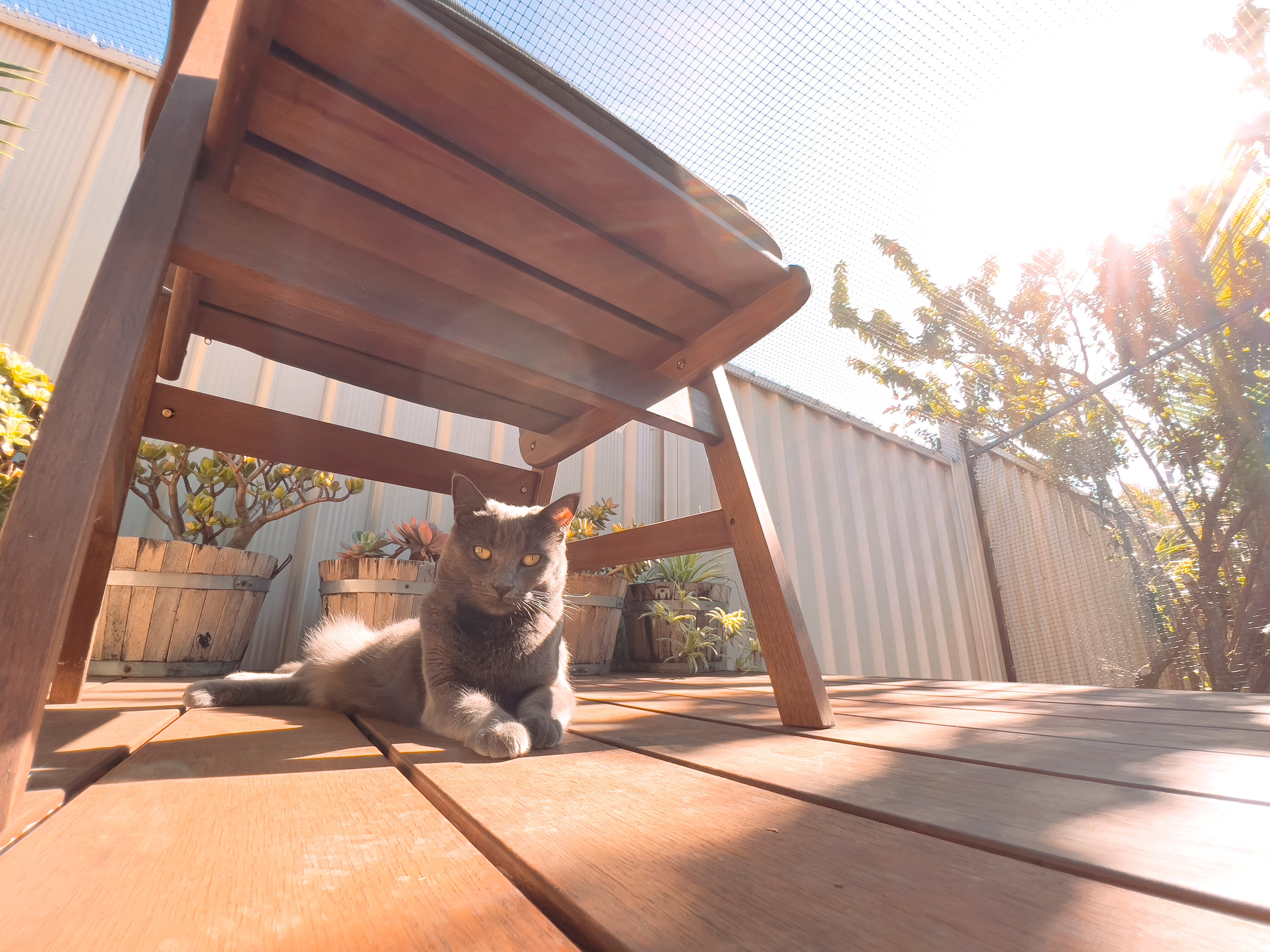 Gallery – Catnets Singapore