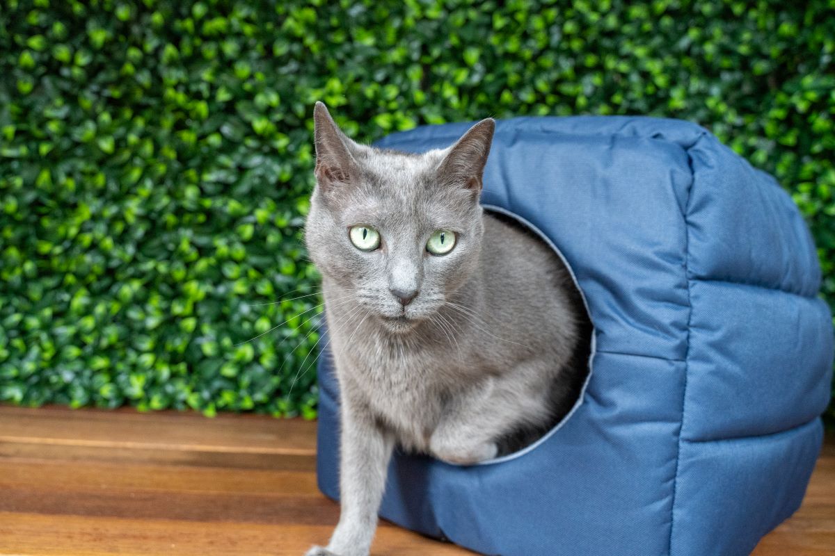 Pet Cube – Catnets Singapore