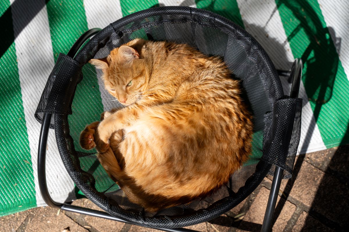 Skywalks Floor Cat Hammock – With Stand – Catnets Singapore