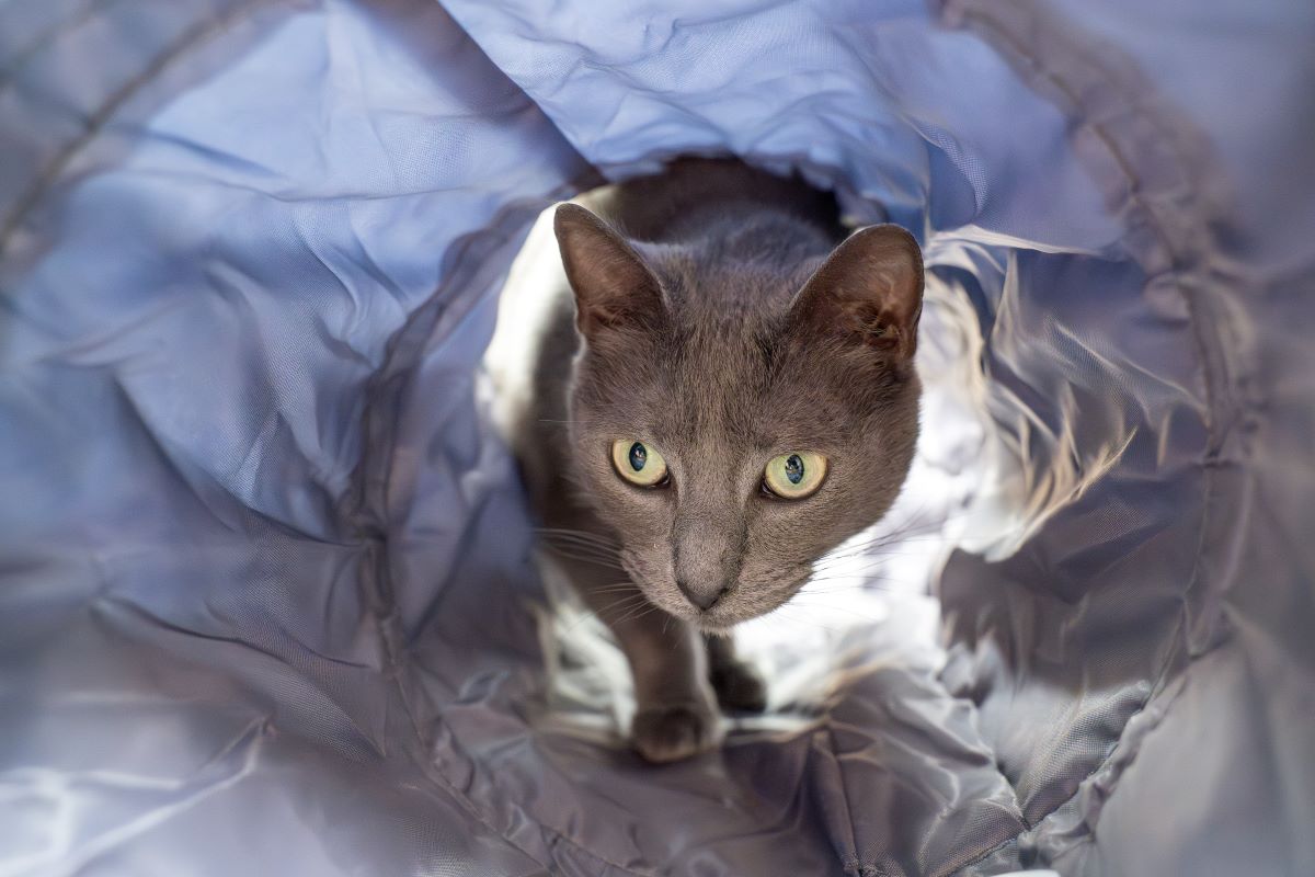 Cat Play Tunnel – Catnets Singapore