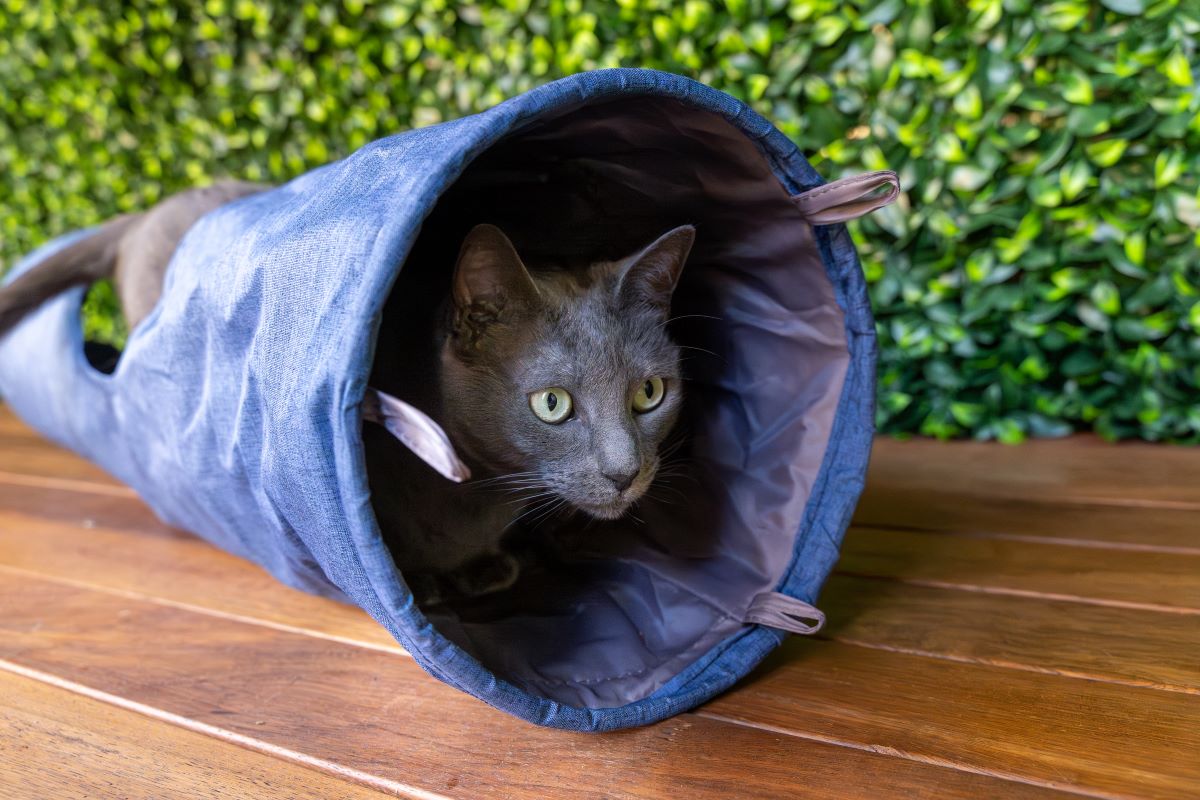 Cat Play Tunnel – Catnets Singapore