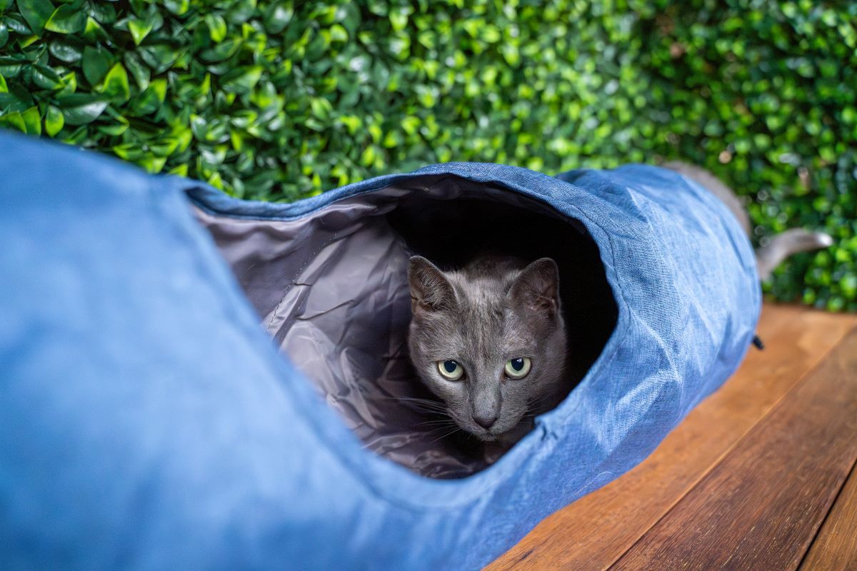 Cat Play Tunnel – Catnets Singapore